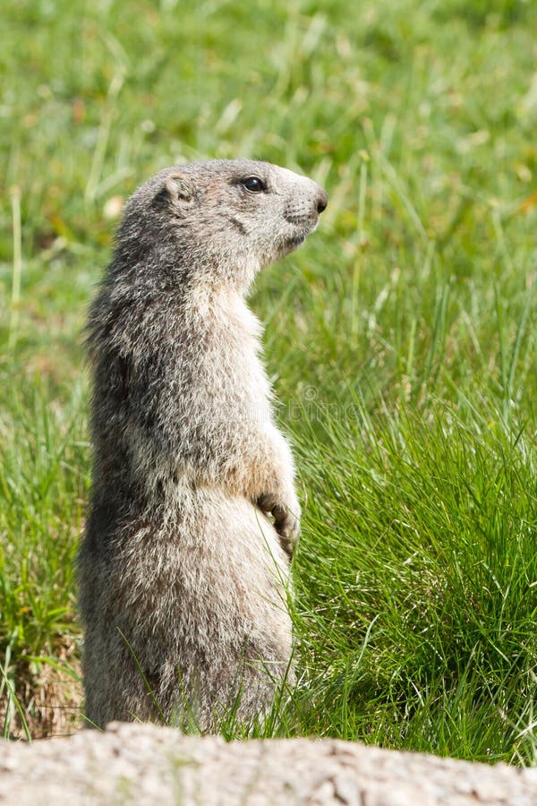 Marmot in the alps stock photo. Image of claws, verdant - 18866712