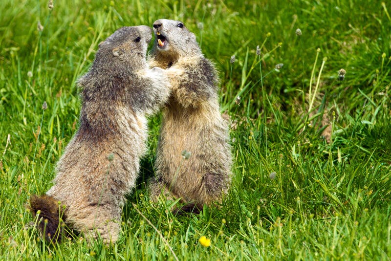 Marmot in meadow stock image. Image of claws, field, grounddog - 16541509