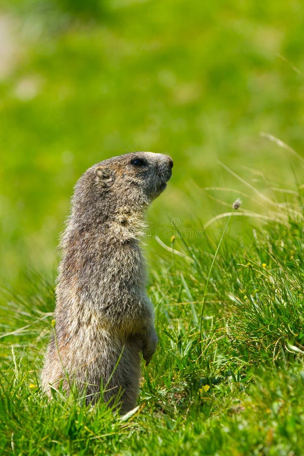 Marmot in the alps stock photo. Image of claws, verdant - 18866712