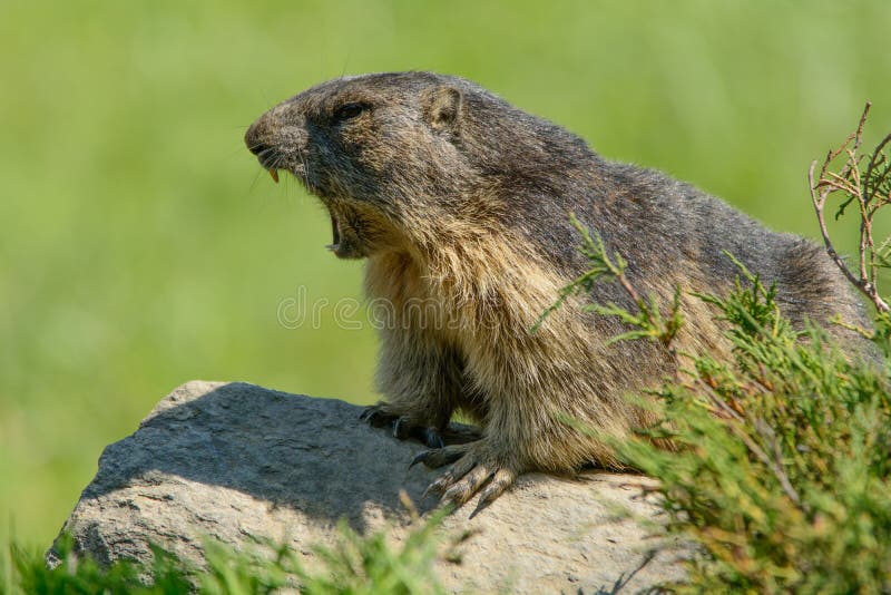 Marmot of the Alps stock photo. Image of whistle, rodents - 32508588