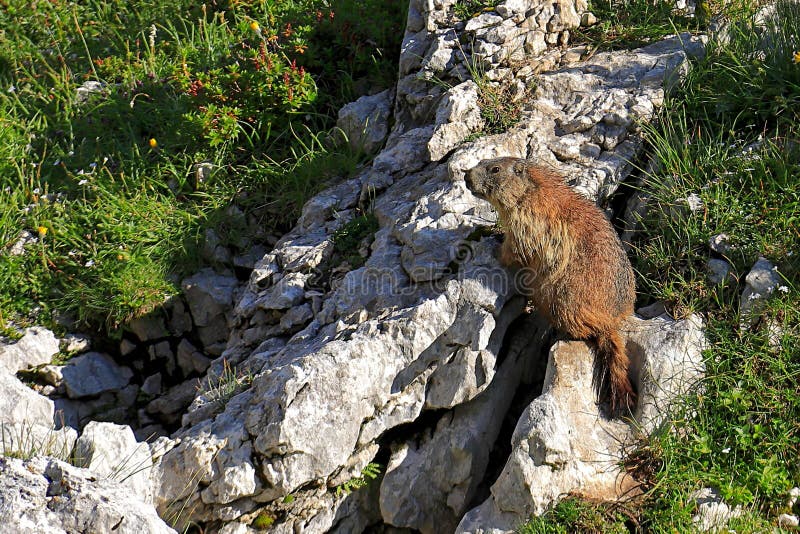 Marmot Animal Walking on the Rocks Stock Image - Image of large, stones ...