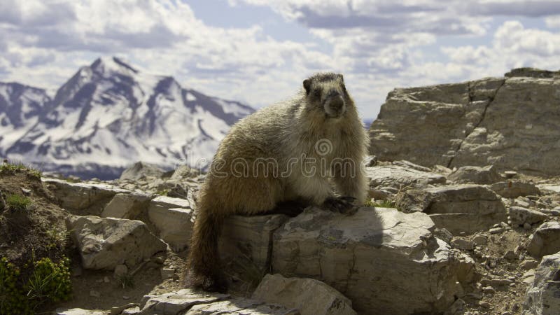 Marmot Atop Mountain Glacier National Park Stock Photos - Free ...
