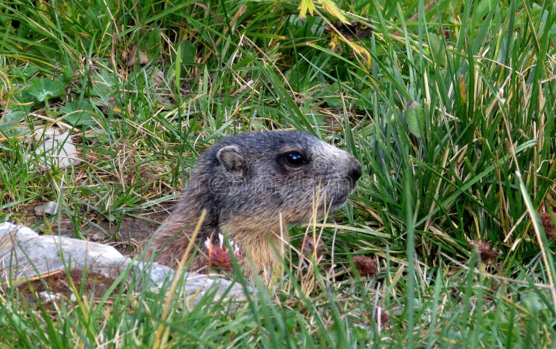 Marmot stock image. Image of marmot, mountain, animals - 44296029