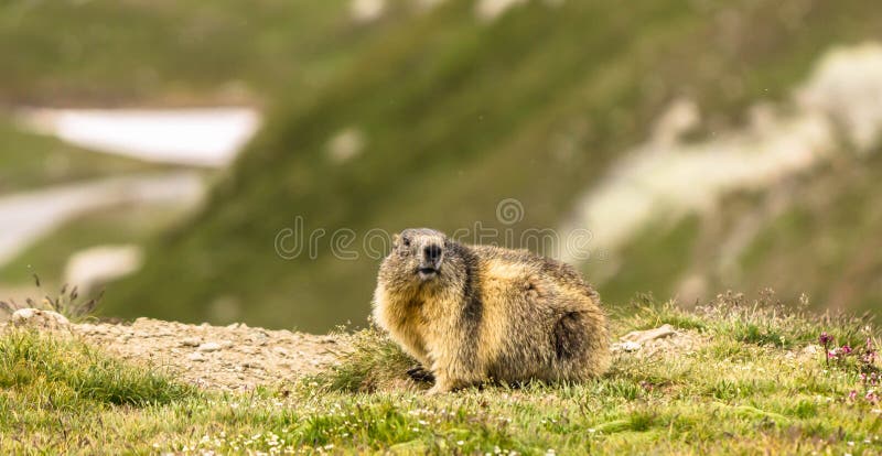 Marmot Met Bergvallei Op Achtergrond Stock Foto - Afbeelding bestaande ...
