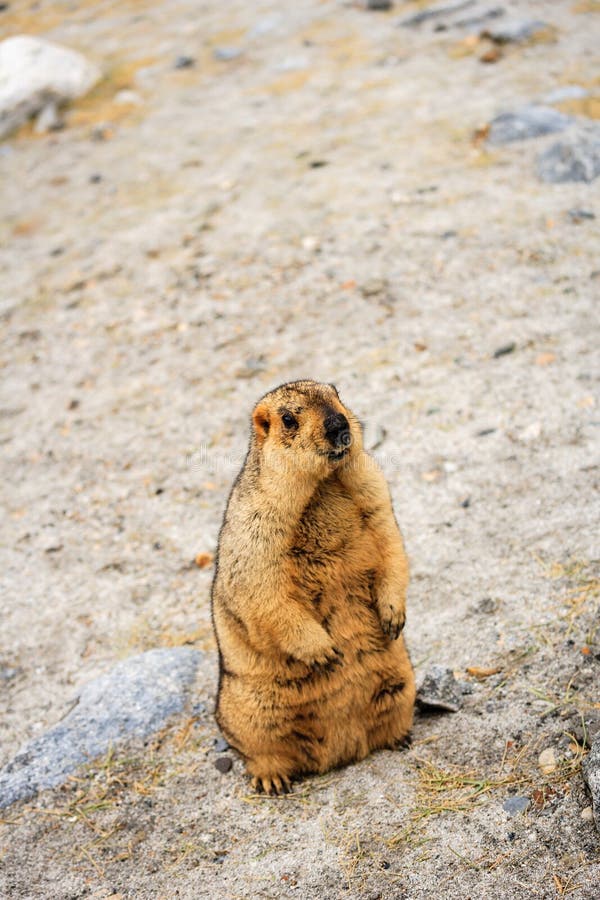 Marmot stock photo. Image of alpine, national, beautiful - 60094396