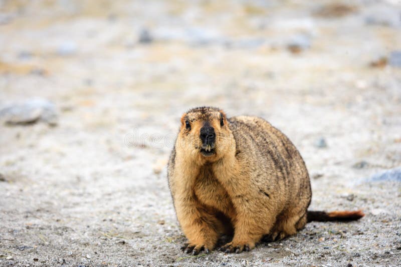 Marmot stock photo. Image of furry, alpine, marmot, look - 60094886