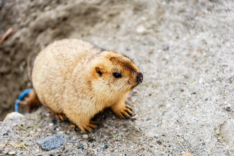 Marmot stock photo. Image of marmot, hiking, himalayan - 60798942