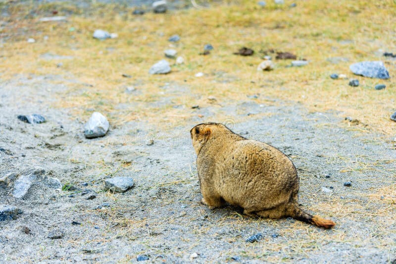 Marmot stock photo. Image of asia, furry, colorado, groundhog - 60799244