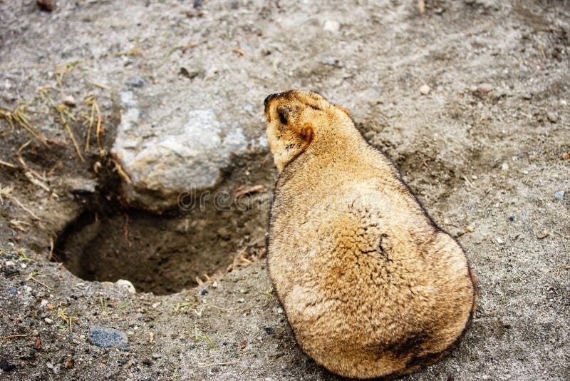 Marmot stock image. Image of asia, india, beauty, mammal - 60799701