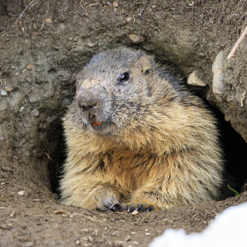 Marmot in the burrow stock image. Image of nature, fauna - 304532341