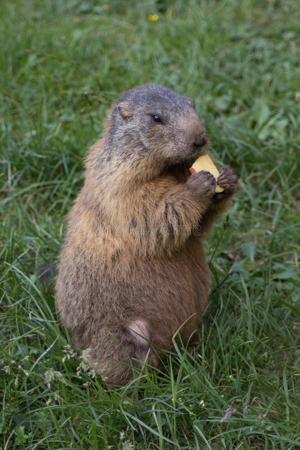 Marmot portrait stock image. Image of gnaw, face, grass - 205917767