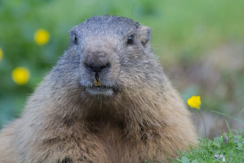Marmot portrait stock photo. Image of green, italy, forest - 205917870