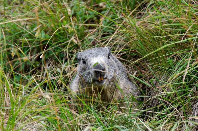 Marmot in the den stock image. Image of nature, italy - 28804823