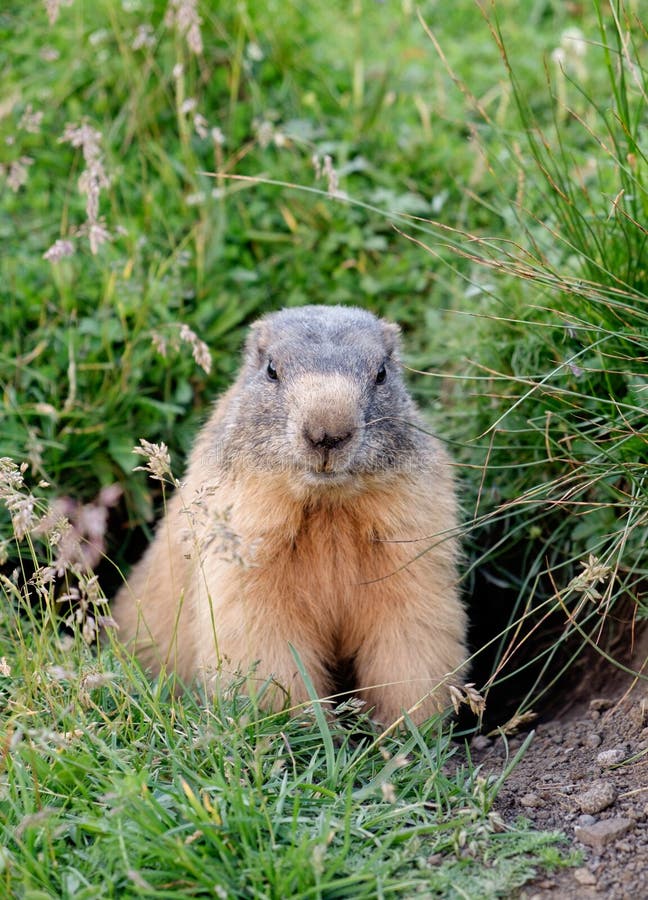 Marmot in Dolomites stock photo. Image of curious, mountains - 136967880