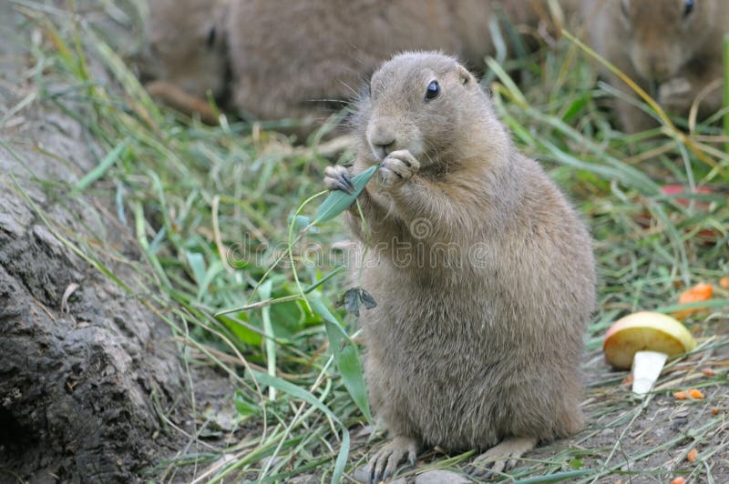 Marmot eat on green grass stock photo. Image of brown - 30261870