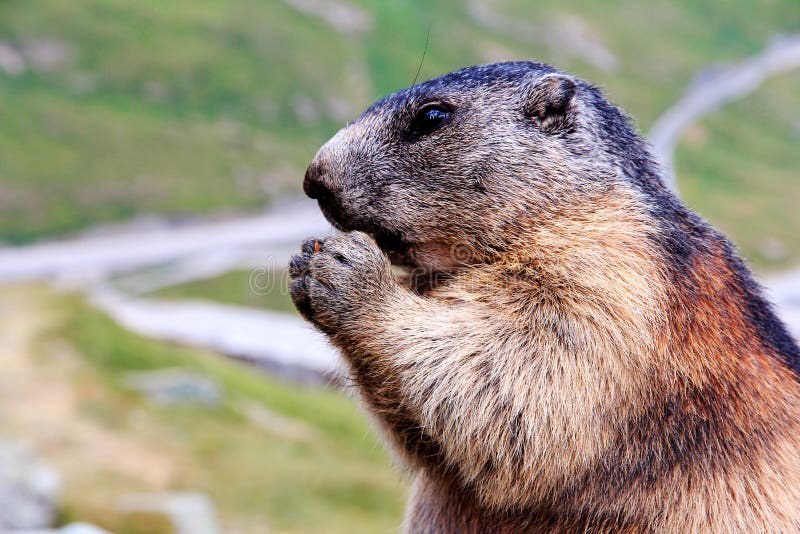 The marmot stock image. Image of alps, food, highlevel - 33055823