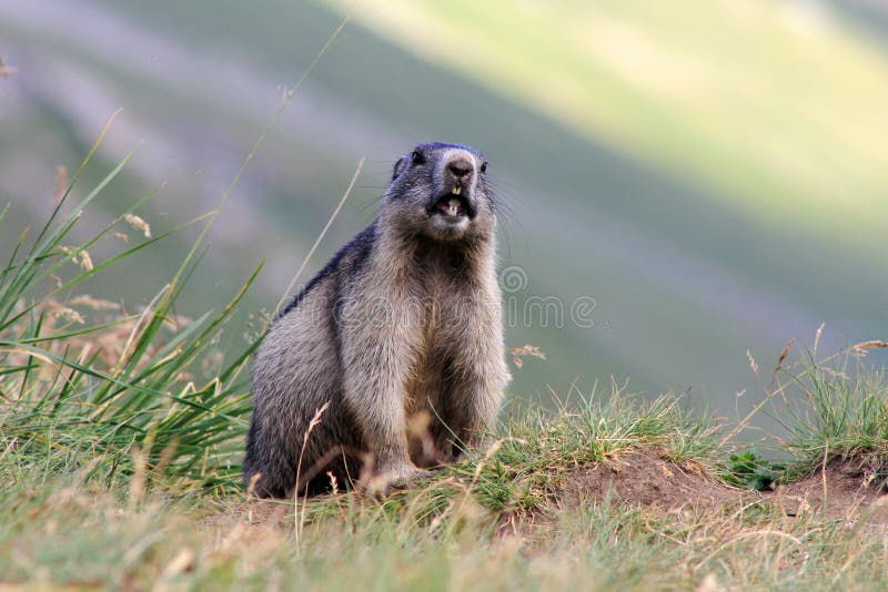 The marmot stock image. Image of alps, food, highlevel - 33055823