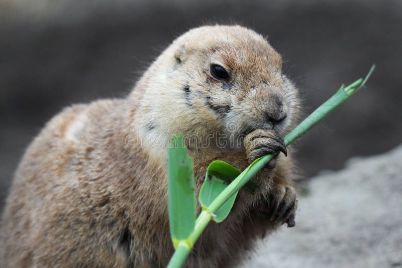 Marmot stock image. Image of head, wildlife, hair, green - 30125947