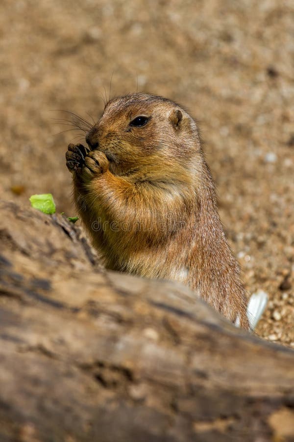 Marmot Eating Something Green Leaf Stock Image - Image of feed, ground ...