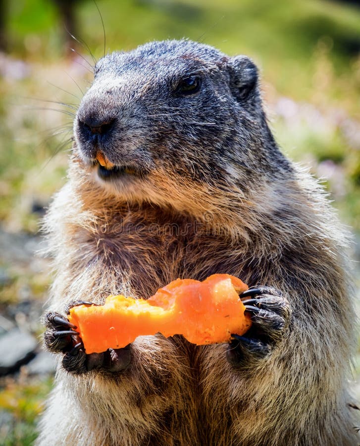 Marmot stock image. Image of carrot, mountains, outdoor - 63593395