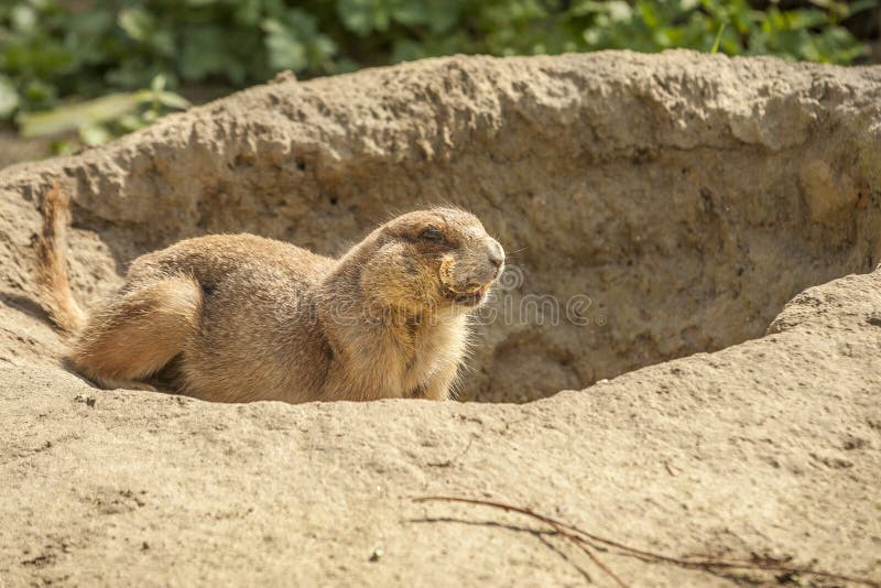 Marmot face stock photo. Image of rock, beautiful, safari - 88133468