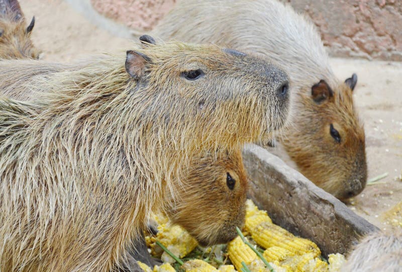 Marmot Feeding Corn in Feed Racks Stock Image - Image of racks, mice ...