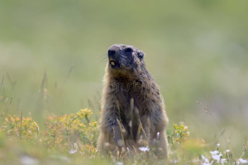 Marmot in the French Alps stock image. Image of summer - 17975063