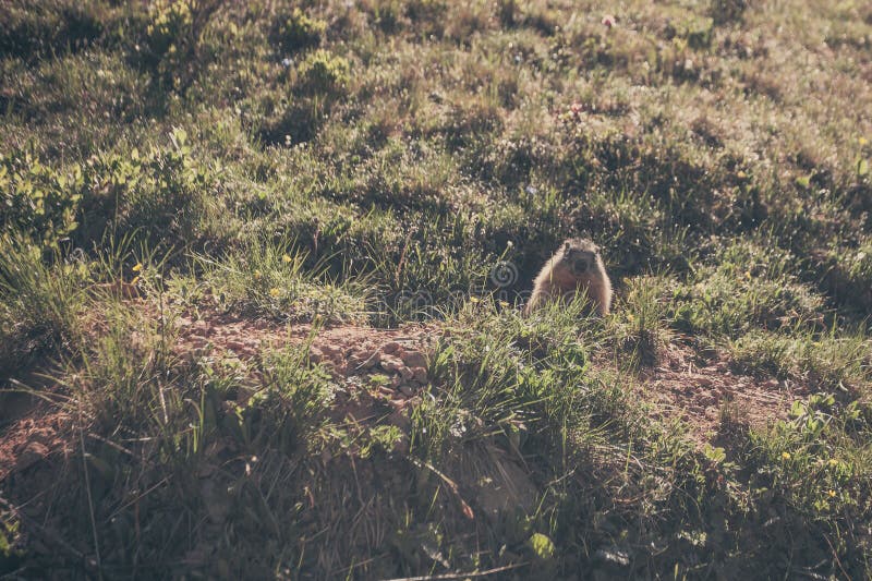 Marmot in Front of the Den. Front View Stock Photo - Image of wildlife ...