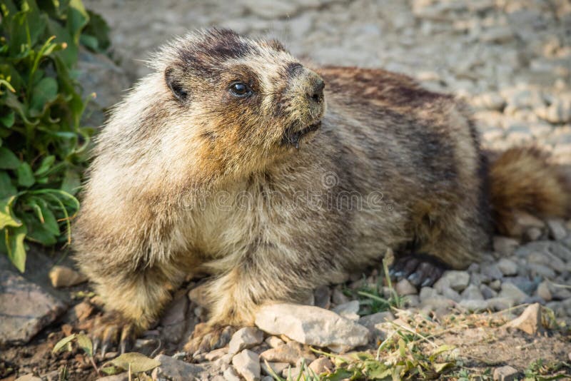 A Marmot at Glacier National Park Stock Image - Image of park ...
