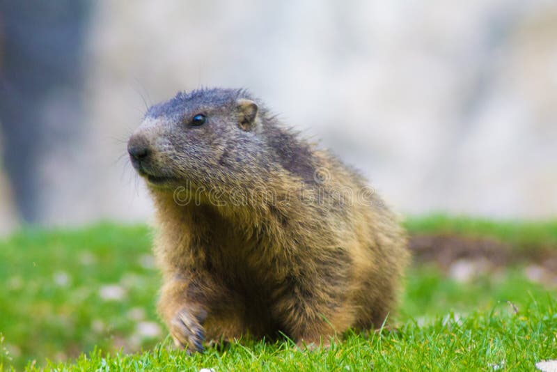 Marmot portrait stock photo. Image of lair, muzzle, eating - 205921382