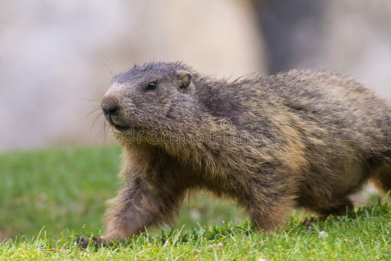 Marmot portrait stock photo. Image of flowers, dolomites - 205921410