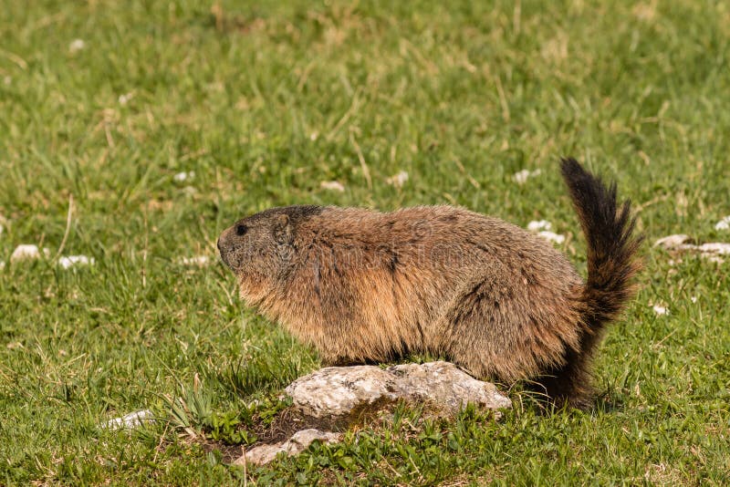 Alpine Marmot Digging Burrow Stock Photo - Image of digging, burrow ...