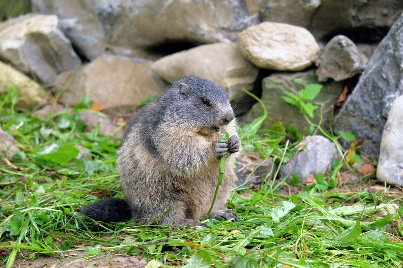 Marmot Holding Blade of Grass in Hands Stock Image - Image of nature ...