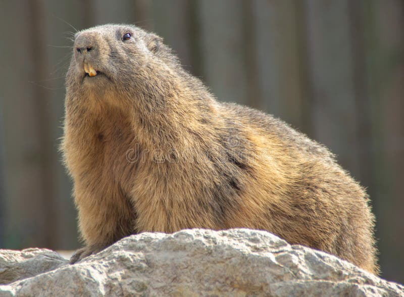 Marmot with Huge Teeth on Rock Stock Photo - Image of prairie, cute ...
