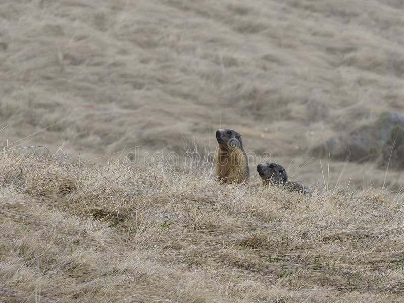 Marmot in the italian alps stock image. Image of austria - 277992109