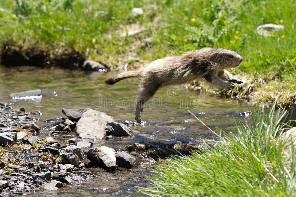 Marmot Jumping Over a River Stock Photo - Image of green, claws: 15204904