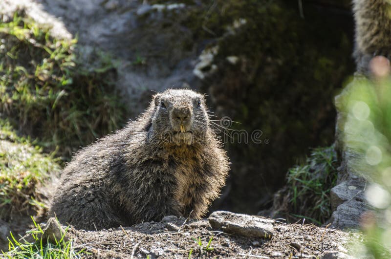 Marmot Looking at the Camera Stock Image - Image of cattle, attraction ...