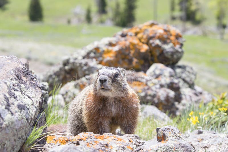 Marmot looking for food stock photo. Image of montana - 42694190