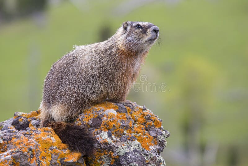 Marmot Looking Out Over Rocks Stock Photo - Image of resting, rock ...