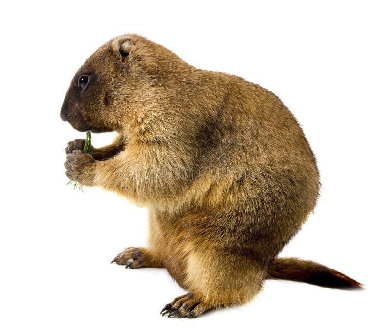 Marmot (Marmota Steppe) on a White Background Stock Image - Image of ...