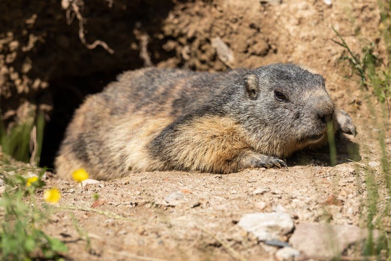 Marmot in meadow stock image. Image of claws, field, grounddog - 16541509