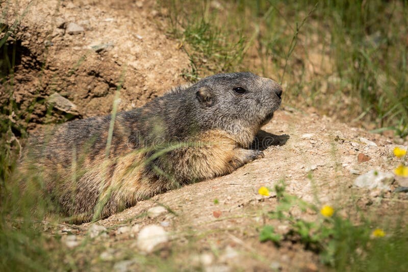 Marmot in meadow stock image. Image of claws, field, grounddog - 16541509