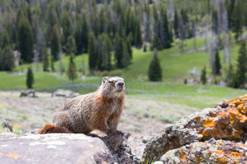 Marmot with Mountain Valley in Background Stock Photo - Image of rodent ...