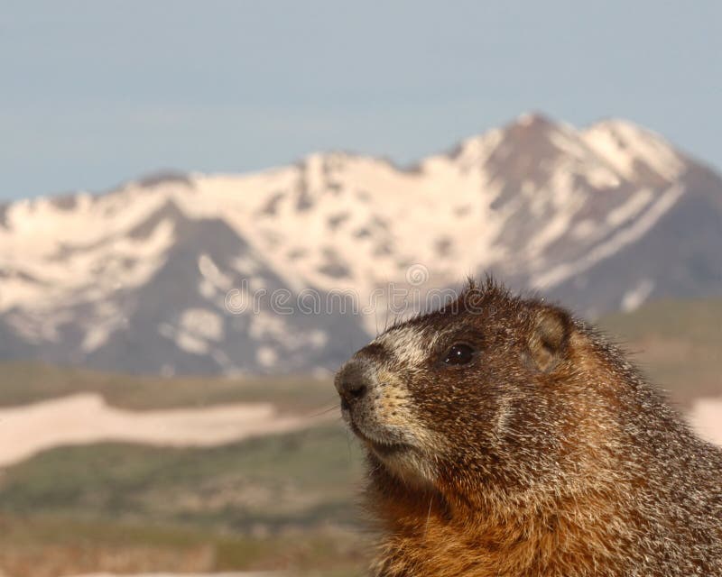 Marmot with Mountain View stock image. Image of rock - 20153037