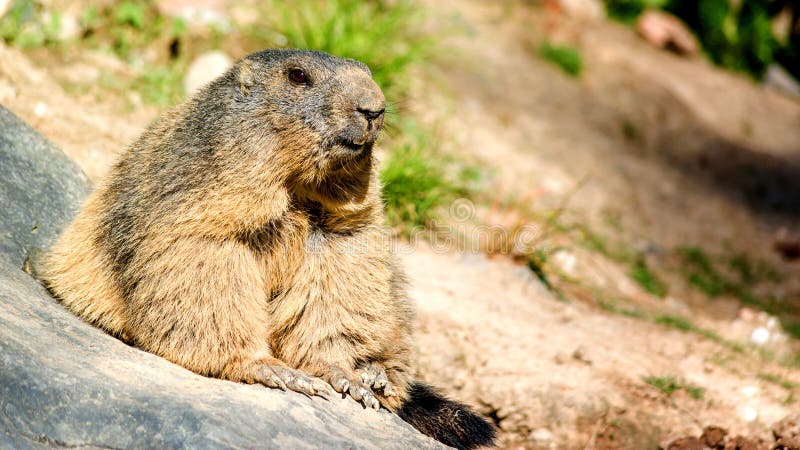 Smiling Marmot stock photo. Image of tundra, conifer - 23389370
