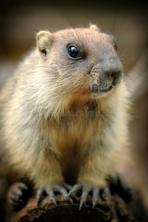 Marmot stock photo. Image of mountains, furry, small - 49122872