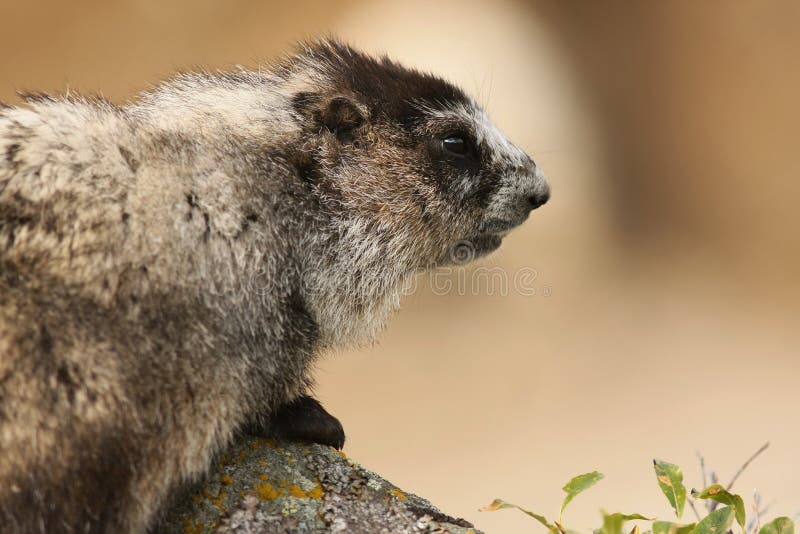 Alaskan Marmot Stock Photos - Free & Royalty-Free Stock Photos from ...