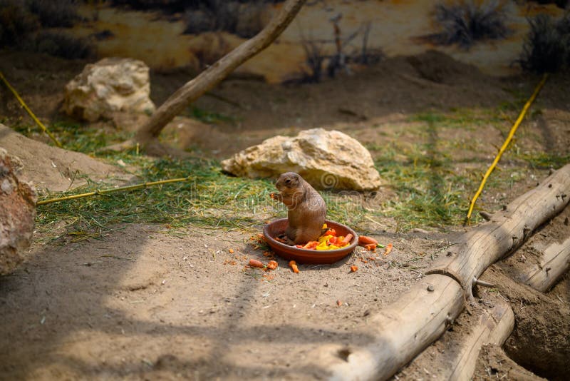A Marmot with a Piece of Carrot in Hand on the Food Stock Image - Image ...
