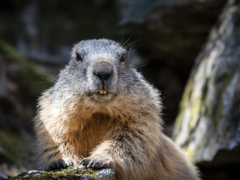 Marmot Portrait in Deosai Plains Stock Image - Image of pakistan ...