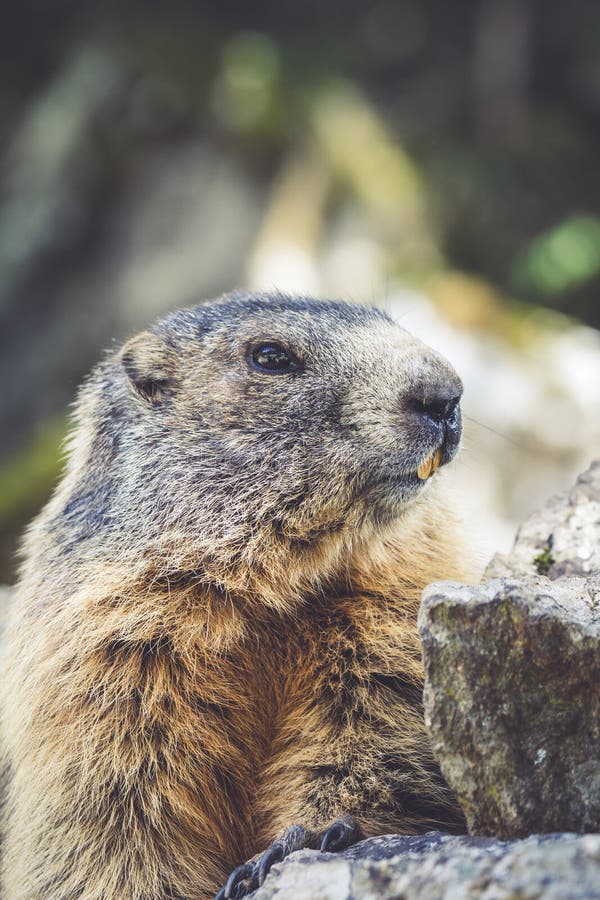 Marmot portrait stock photo. Image of park, gnawing - 171458308